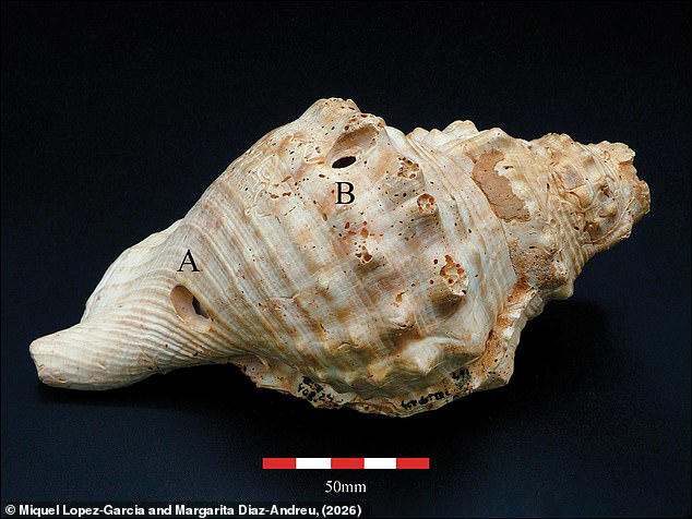 Prehistoric shell trumpets used as walkie talkies play a tune for the ...