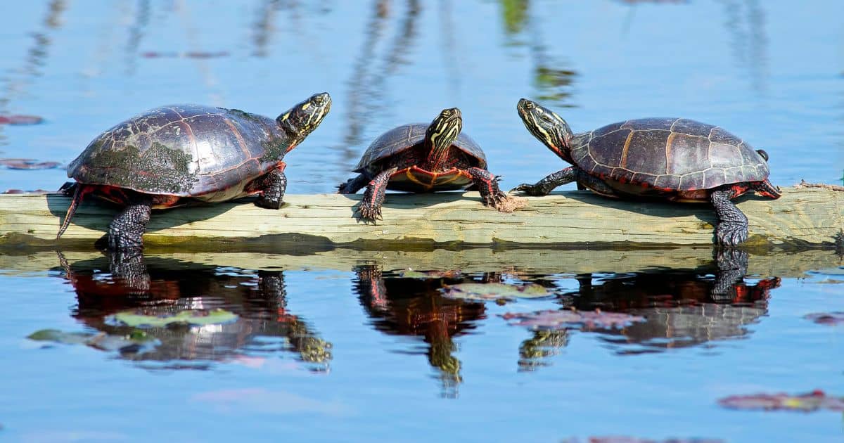 🐢 Are turtles social animals? This viral video will make you question ...