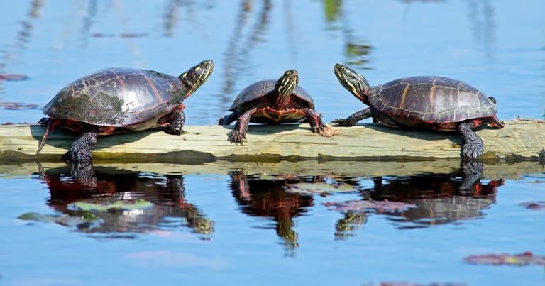 🐢 Are turtles social animals? This viral video will make you question ...