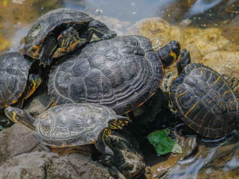 🐢 Are turtles social animals? This viral video will make you question ...