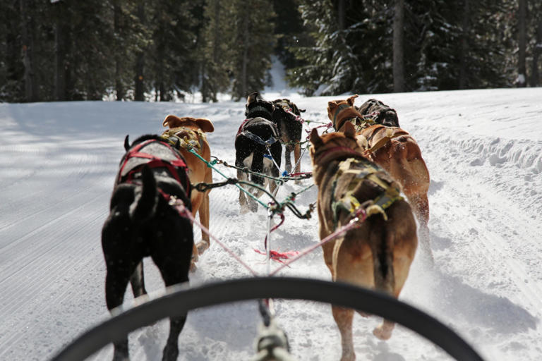 ‘The sudden silence of the forest’: Why dog sledding at Mt. Bachelor ...