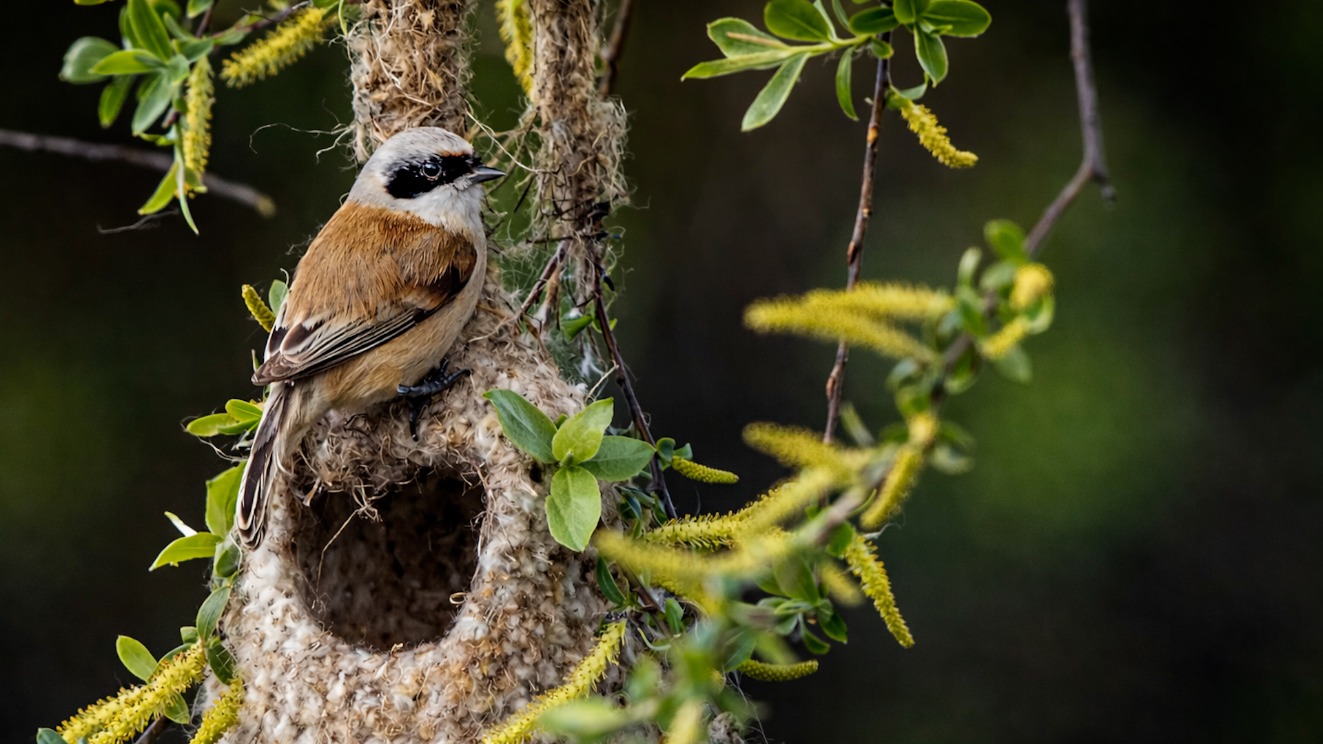 Filming the nest building skills of penduline tits