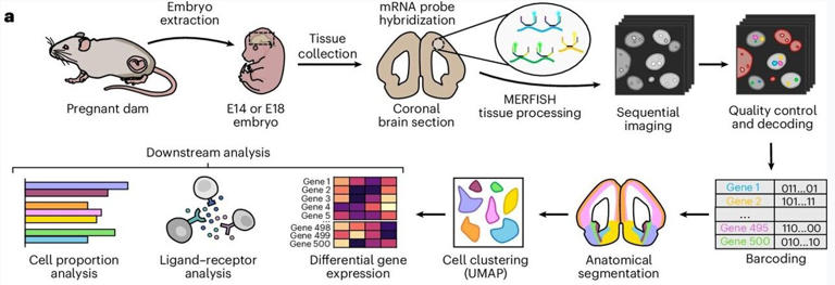 Immune stress during pregnancy changes how fetal brain cells ...