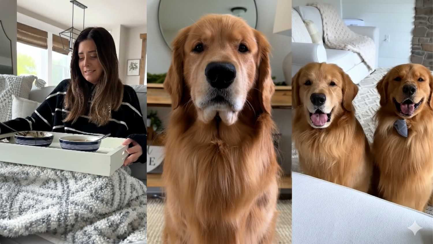 Funny moments with golden retrievers at home