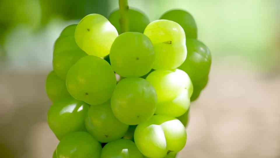 What growing premium grapes in Japan is like
