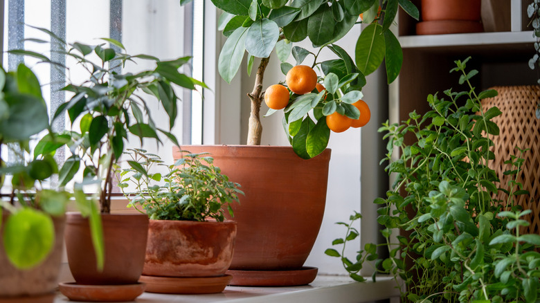 How to grow an orange tree indoors and actually keep it alive and thriving