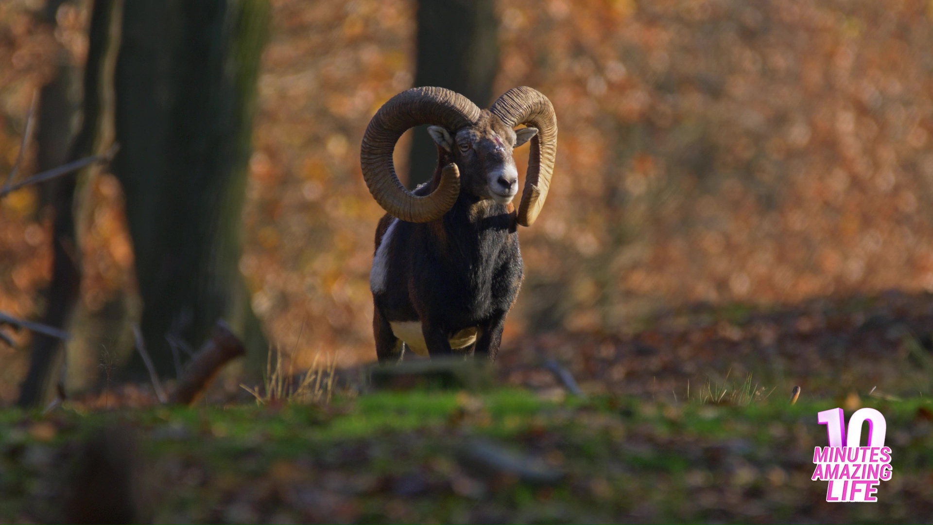A mouflon appeared between the trees at dawn