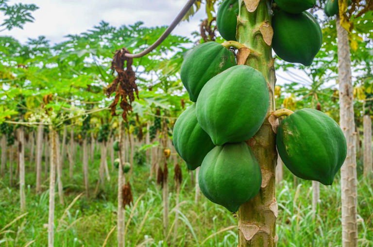 When some elephants raid farms, they might not be after a snack. They ...