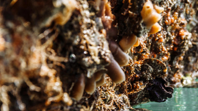 China's wind farms are doing a lot more than generating electricity