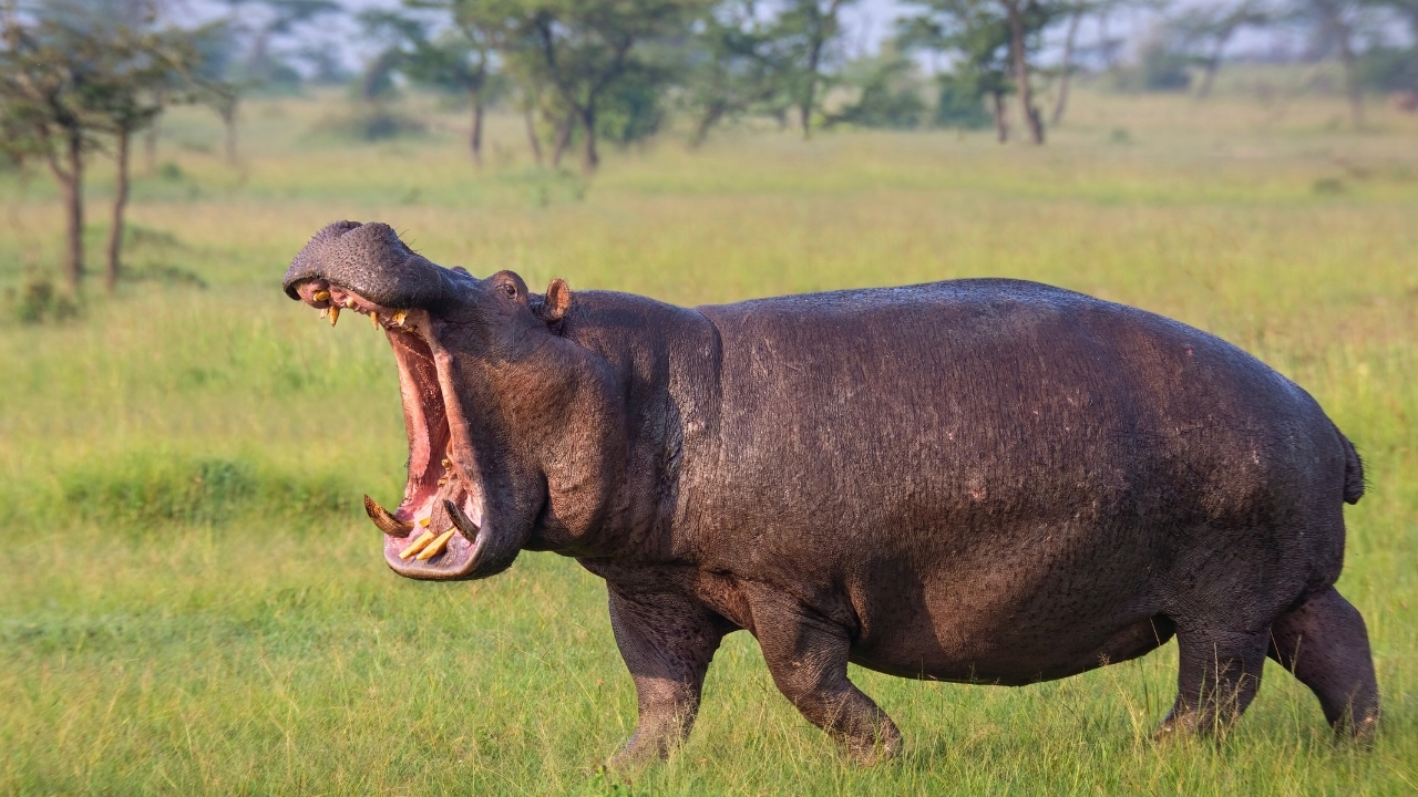 15 animals that can kill you faster than you’d expect in the wild