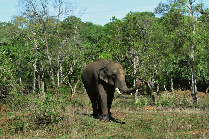 Hunt for bloodthirsty elephant that's killed at least 20 people in ...