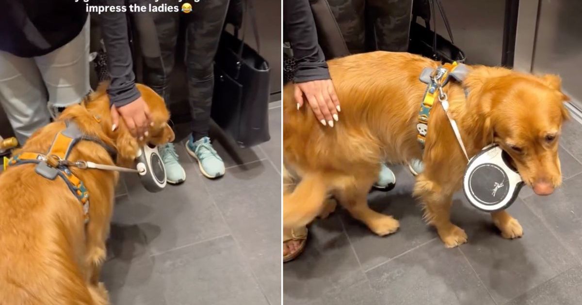 Video: Golden Retriever proves he's a ‘ladies man’