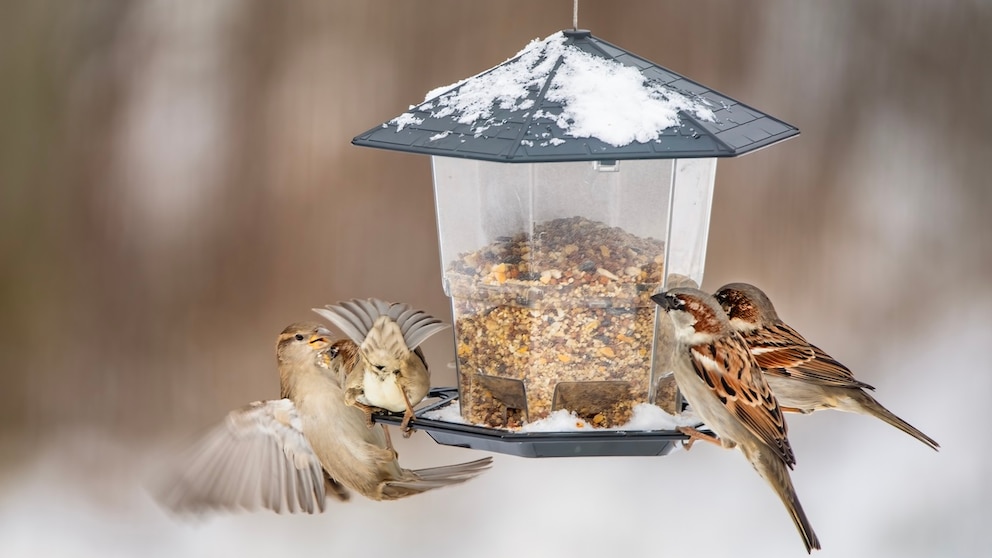 How to properly feed birds in winter