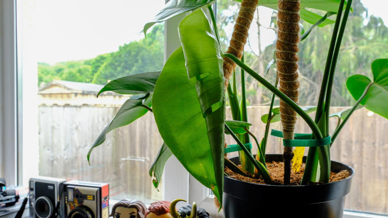 Monstera leaves curling? Here's what your plant is trying to tell you