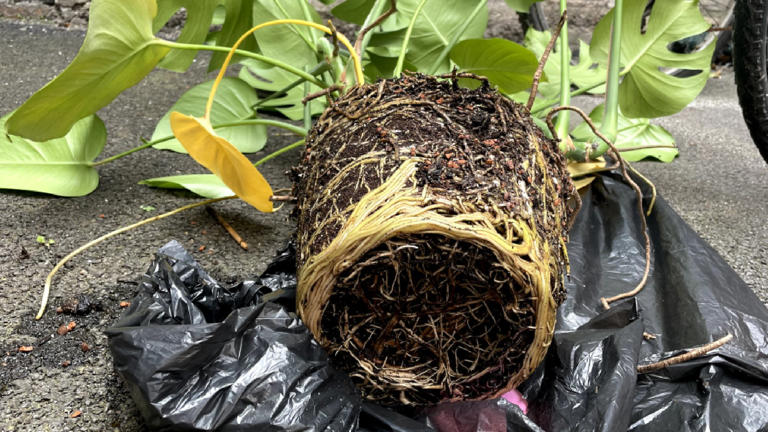 Monstera leaves curling? Here's what your plant is trying to tell you