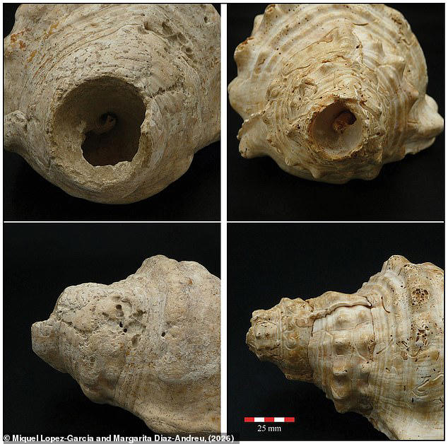 Prehistoric shell trumpets used as walkie talkies play a tune for the ...