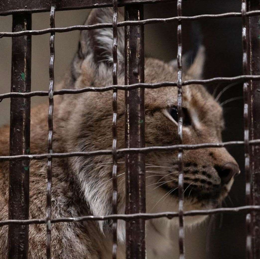Eurasian lynx, Ursa, set to arrive at The Big Cat Sanctuary in Smarden ...