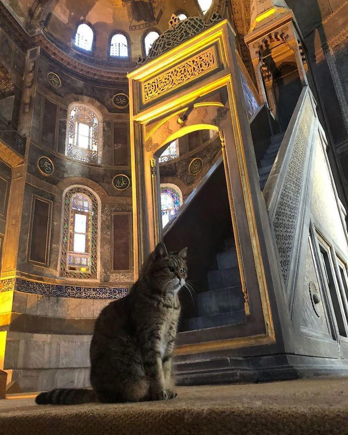 The famous resident cat of Istanbul’s Hagia Sophia (30 photos)