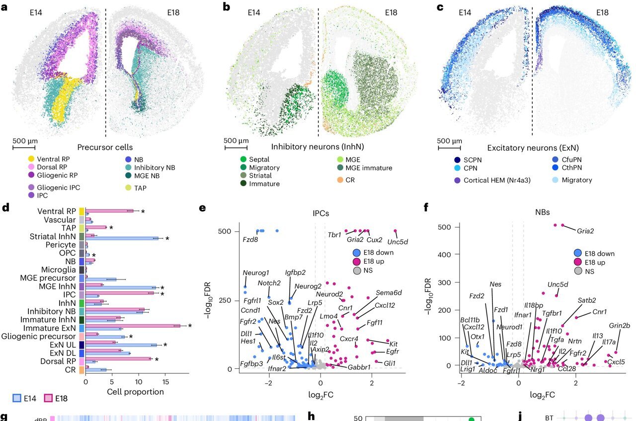 Immune stress during pregnancy changes how fetal brain cells ...