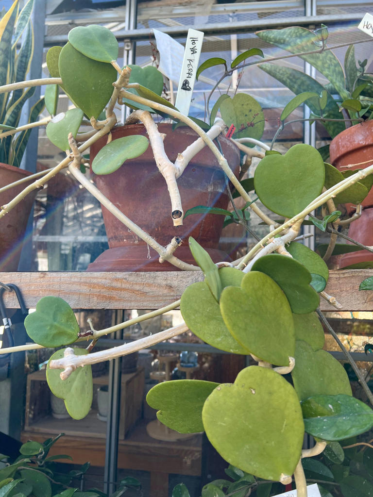 The succulents that look like dolphins and hearts – can you see it?