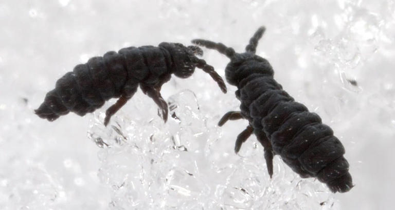 Snow fleas are out and about. What to know about the harmless arthropods