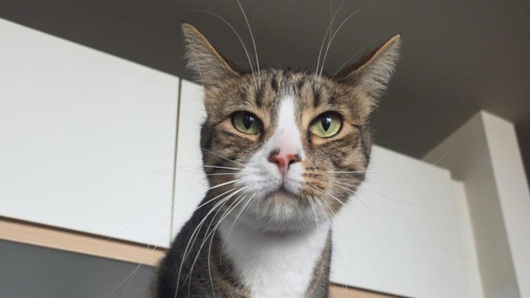 Bringing pets to Thailand: What I learned the hard way