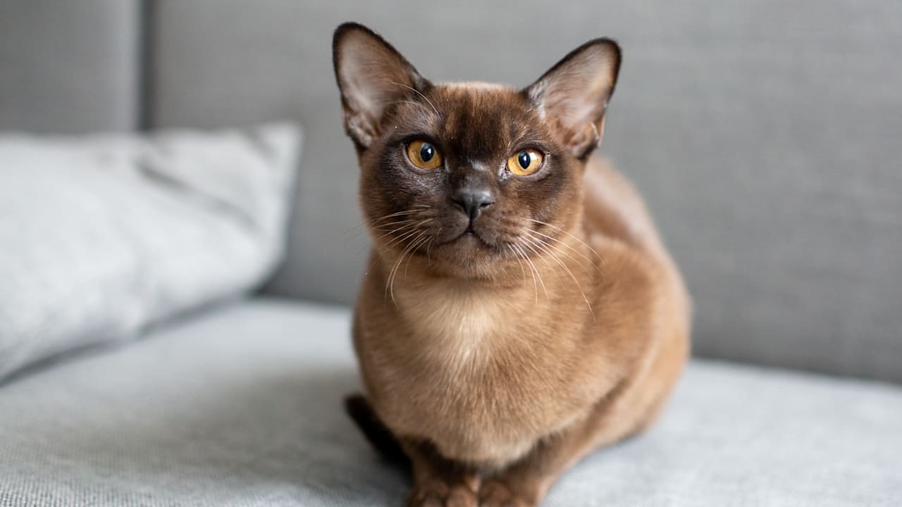 Bis heute ein Rätsel - wofür haben Katzen eine Tasche am Ohr?