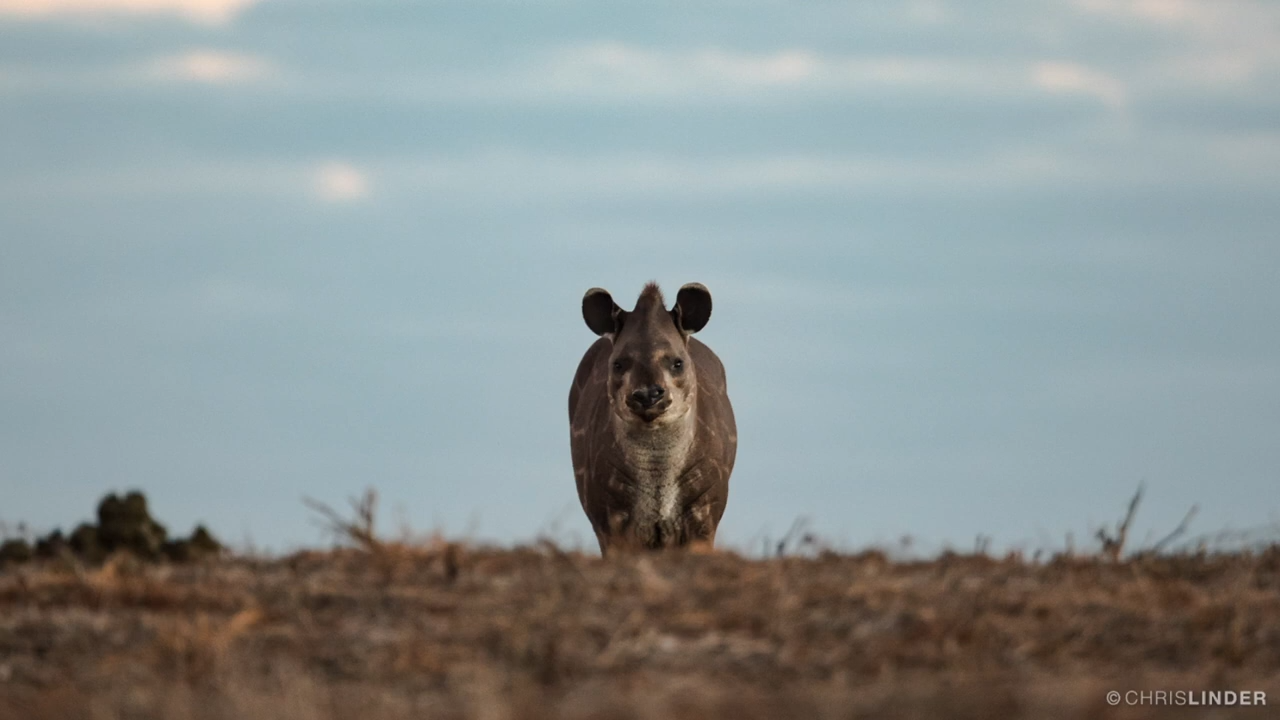 What really regrew the Amazon after destruction