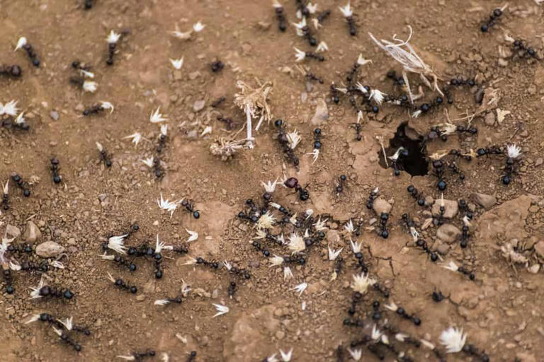 How do blind ants overwhelm prey larger than themselves?