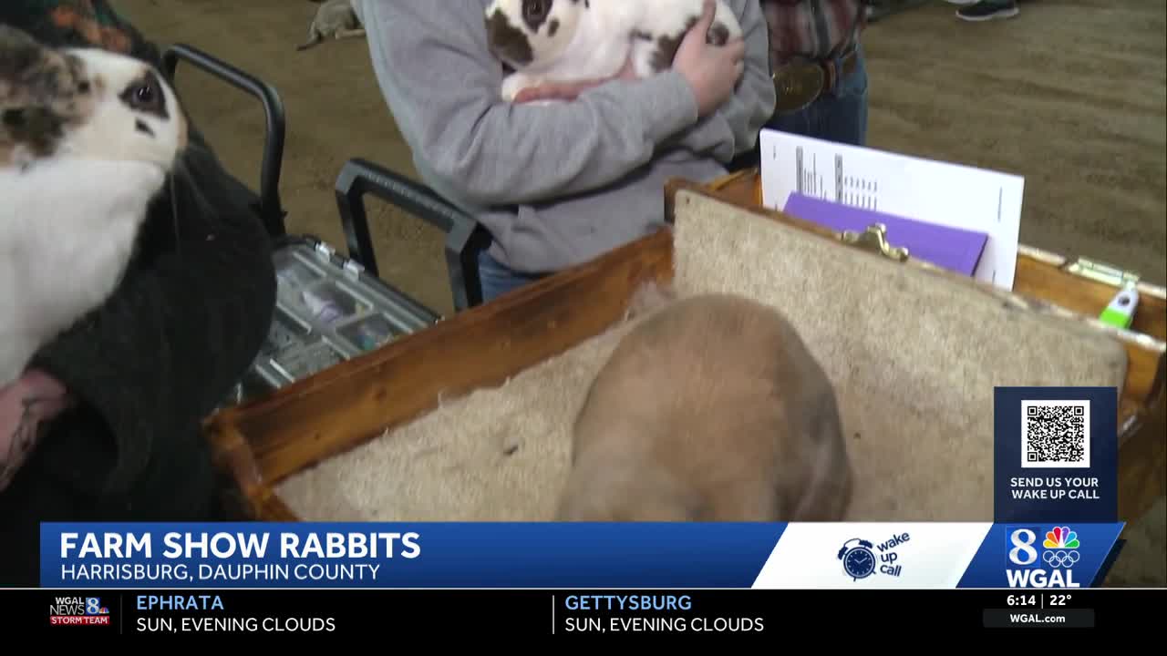 The Lucky Clover and Cavy Club wake up call