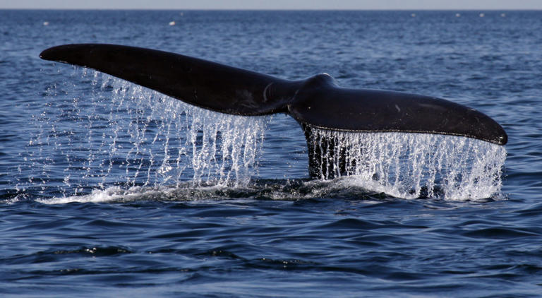North Atlantic right whale season is off to a big start in Cape Cod Bay