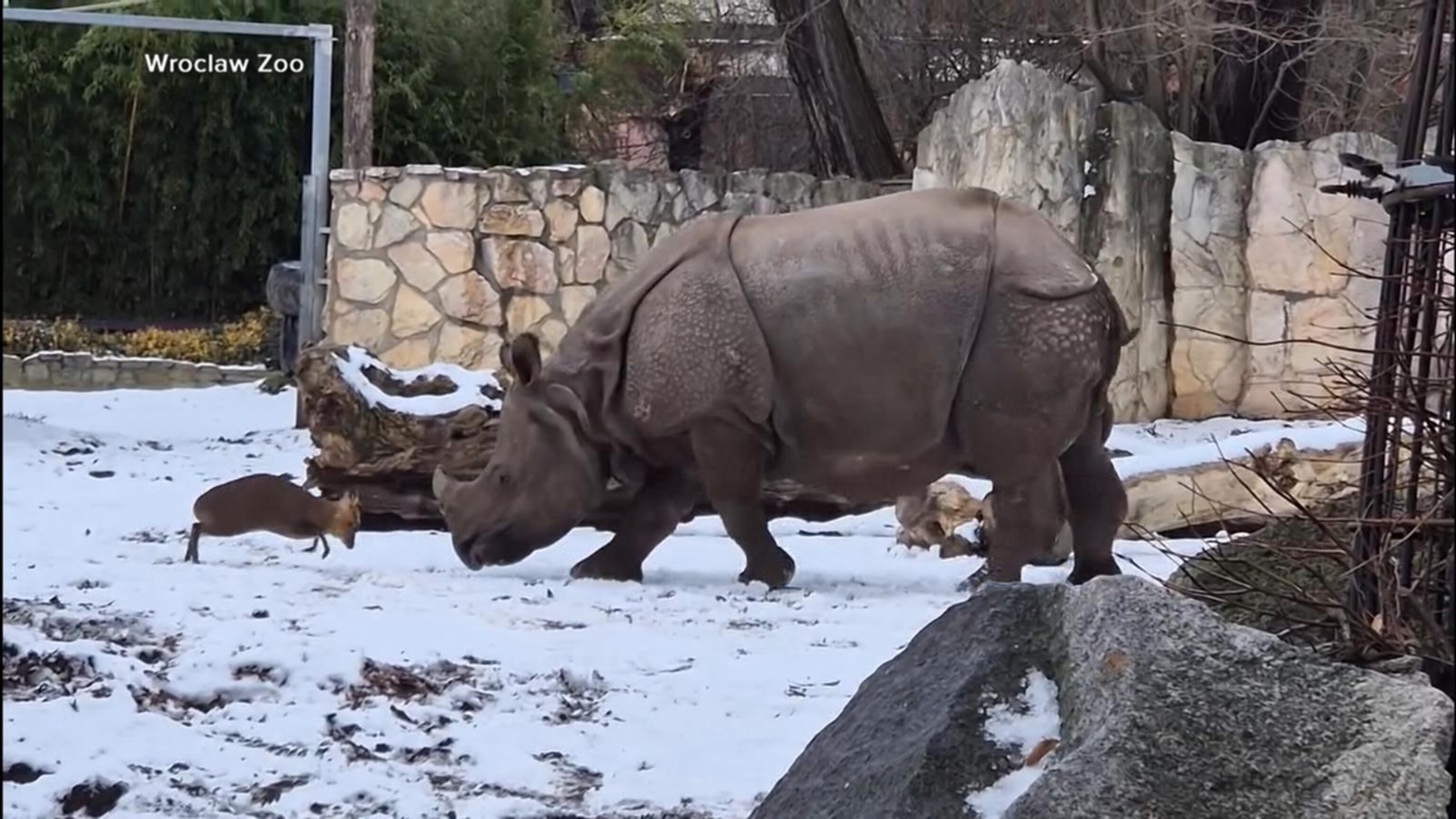 Tiny deer has face off with rhino