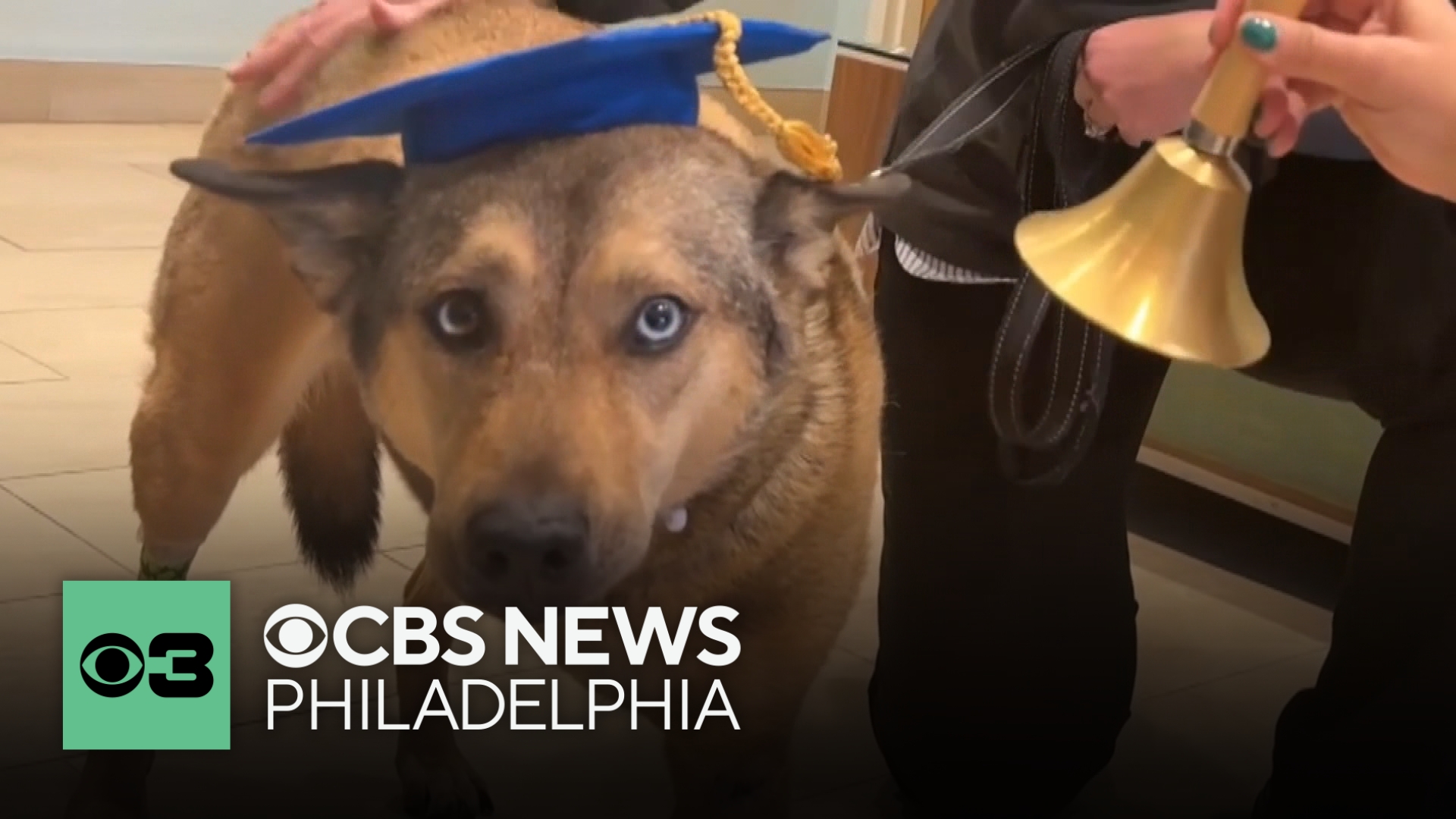 Pet's cancer battle is a powerful reminder of the importance of pet ...