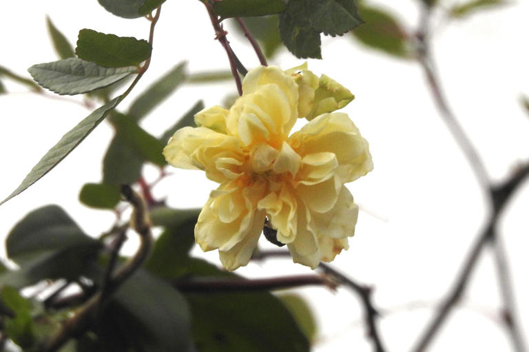 On the wildside: A rose by any other name...