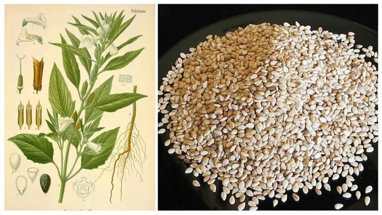 Open up, it’s sesame season