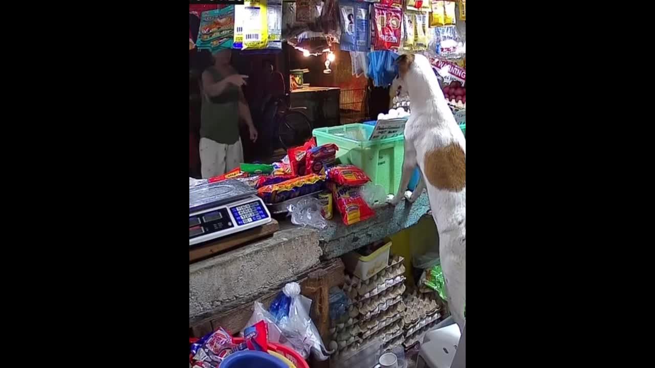 Playful dog manages sari-sari store in Las Piñas, Philippines