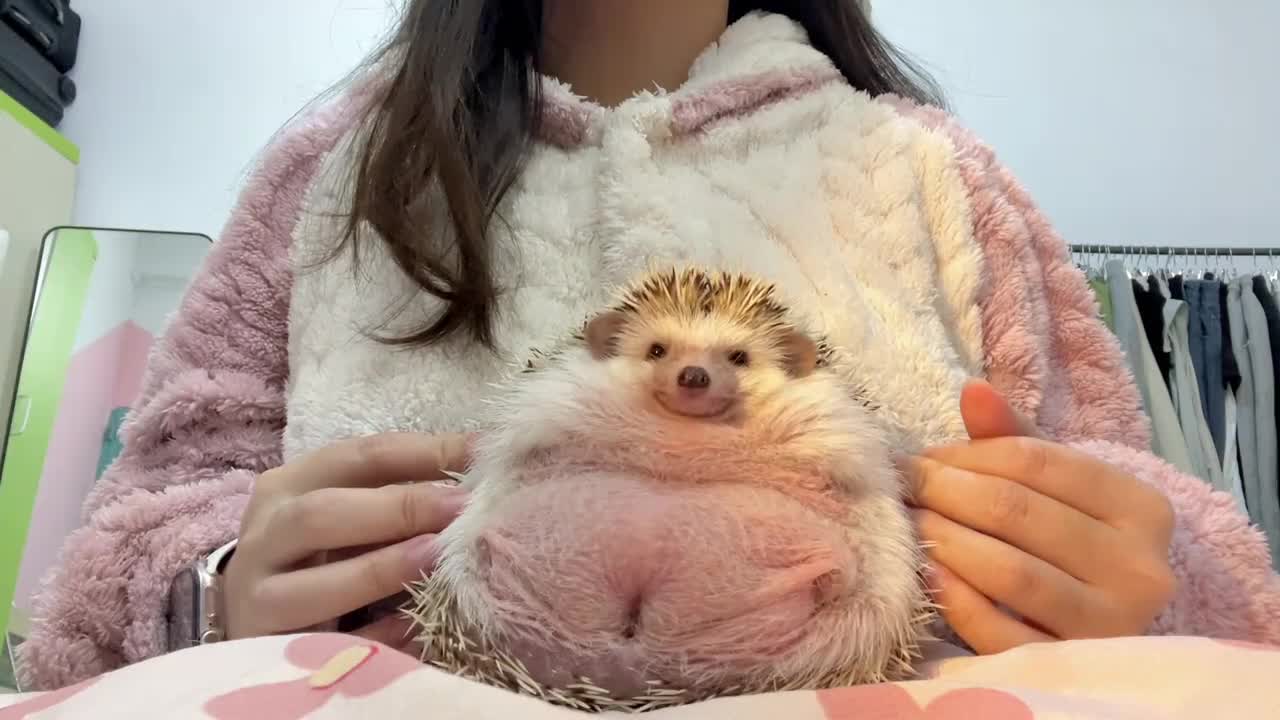 Startled hedgehog curls up in owner’s lap in Guangdong, China