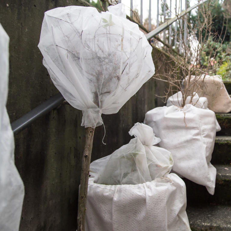 Experts say do these important garden jobs now to prevent more damage ...