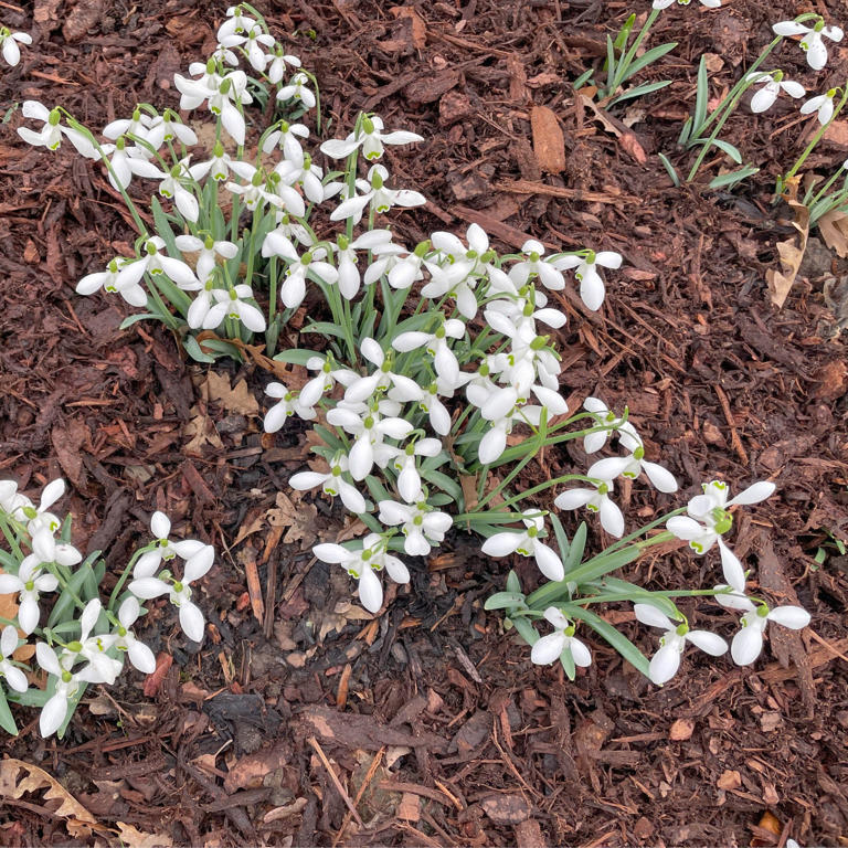 Experts say do these important garden jobs now to prevent more damage ...