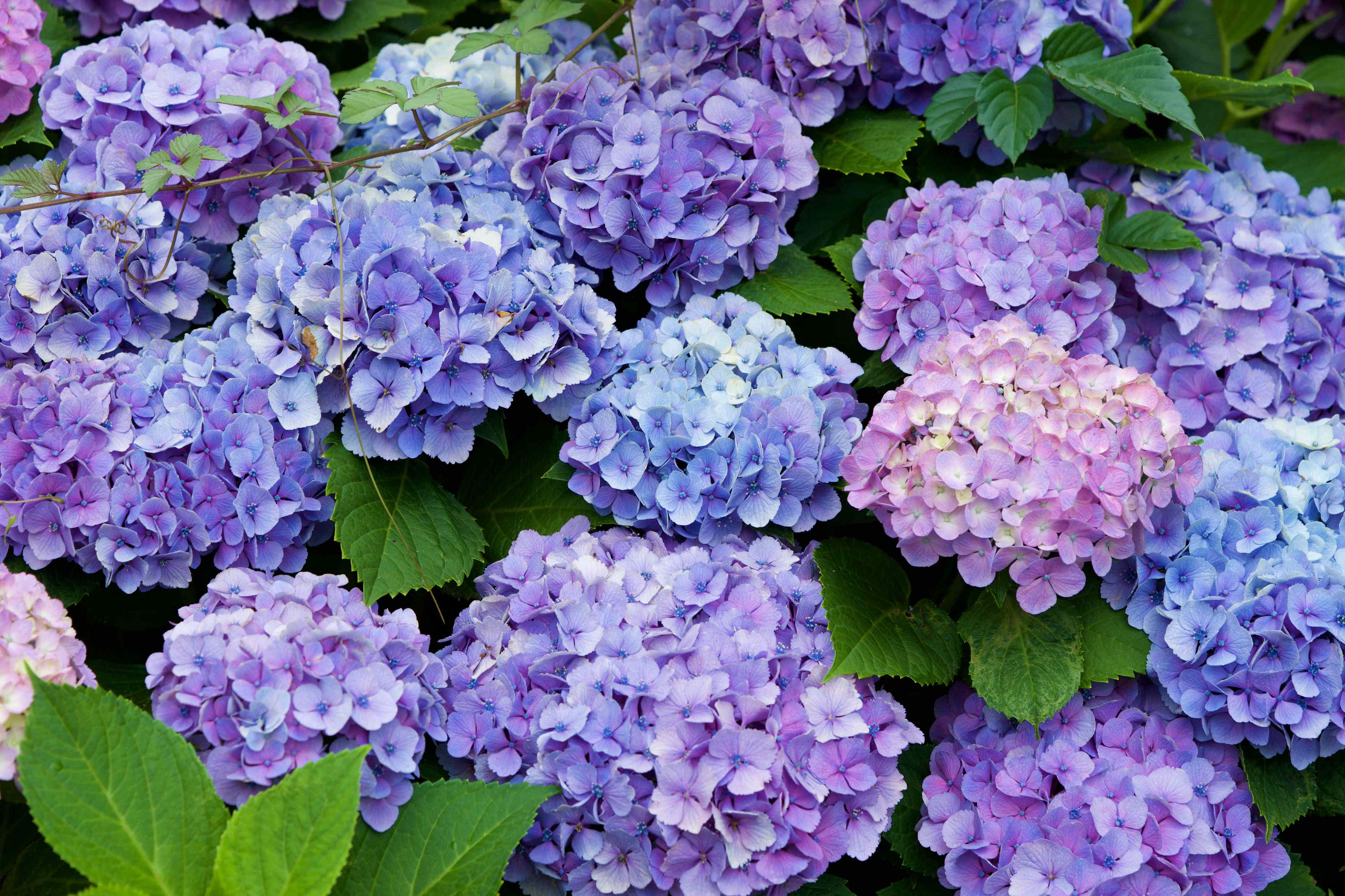 How to revive hydrangeas after frost to ensure lush spring and summer ...