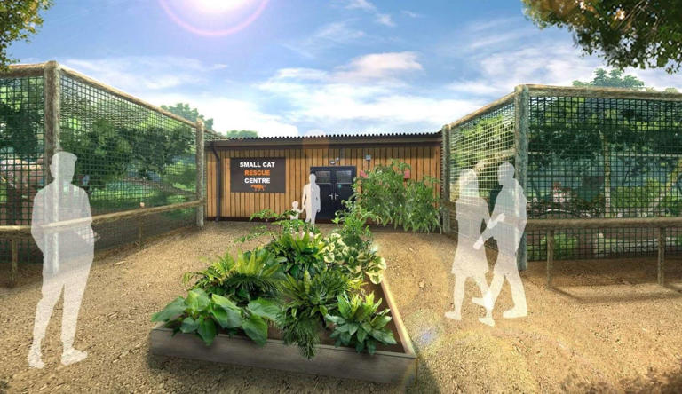 Eurasian lynx, Ursa, set to arrive at The Big Cat Sanctuary in Smarden ...