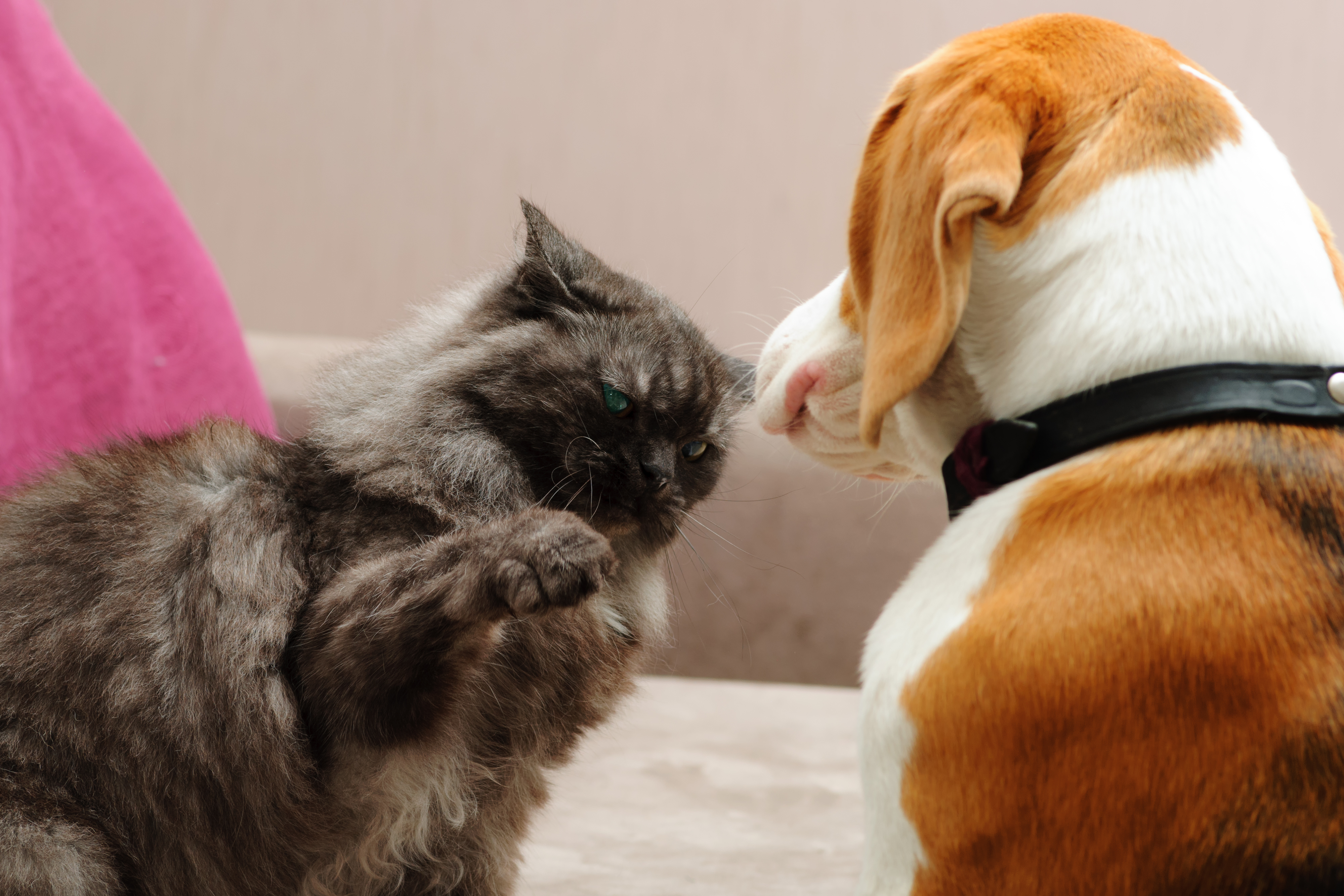 Tense standoff between cat and dog siblings leaves viewers in stitches