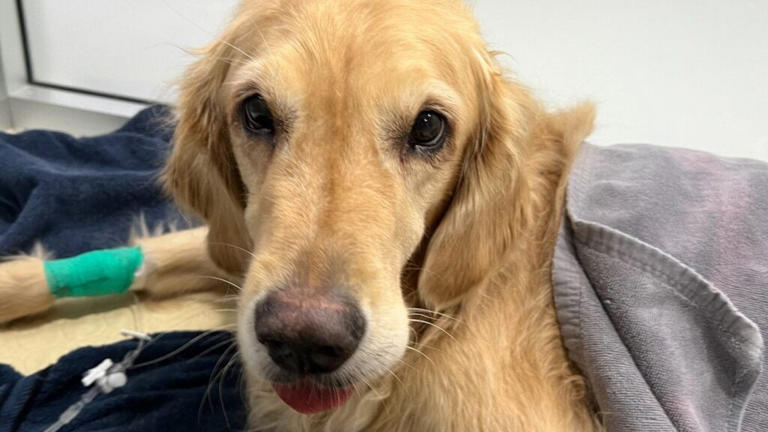 Bringing pets to Thailand: What I learned the hard way