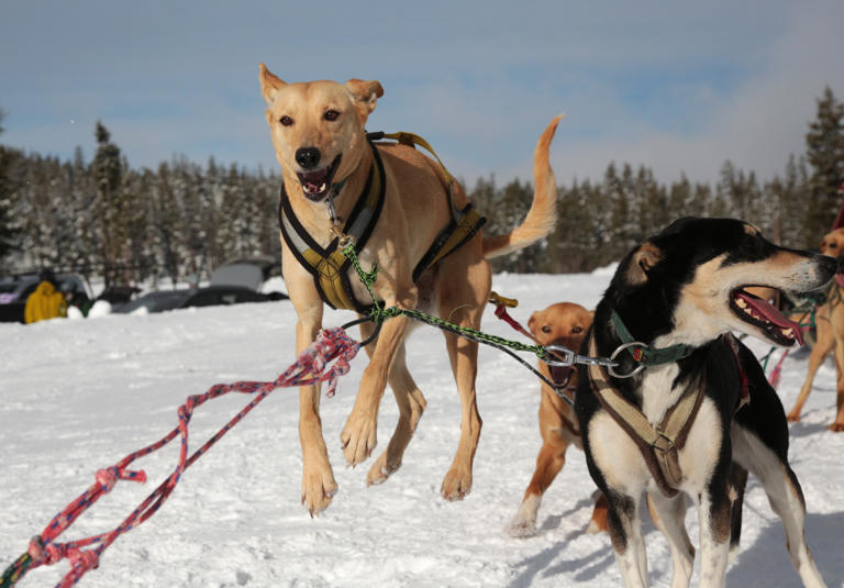 ‘The sudden silence of the forest’: Why dog sledding at Mt. Bachelor ...