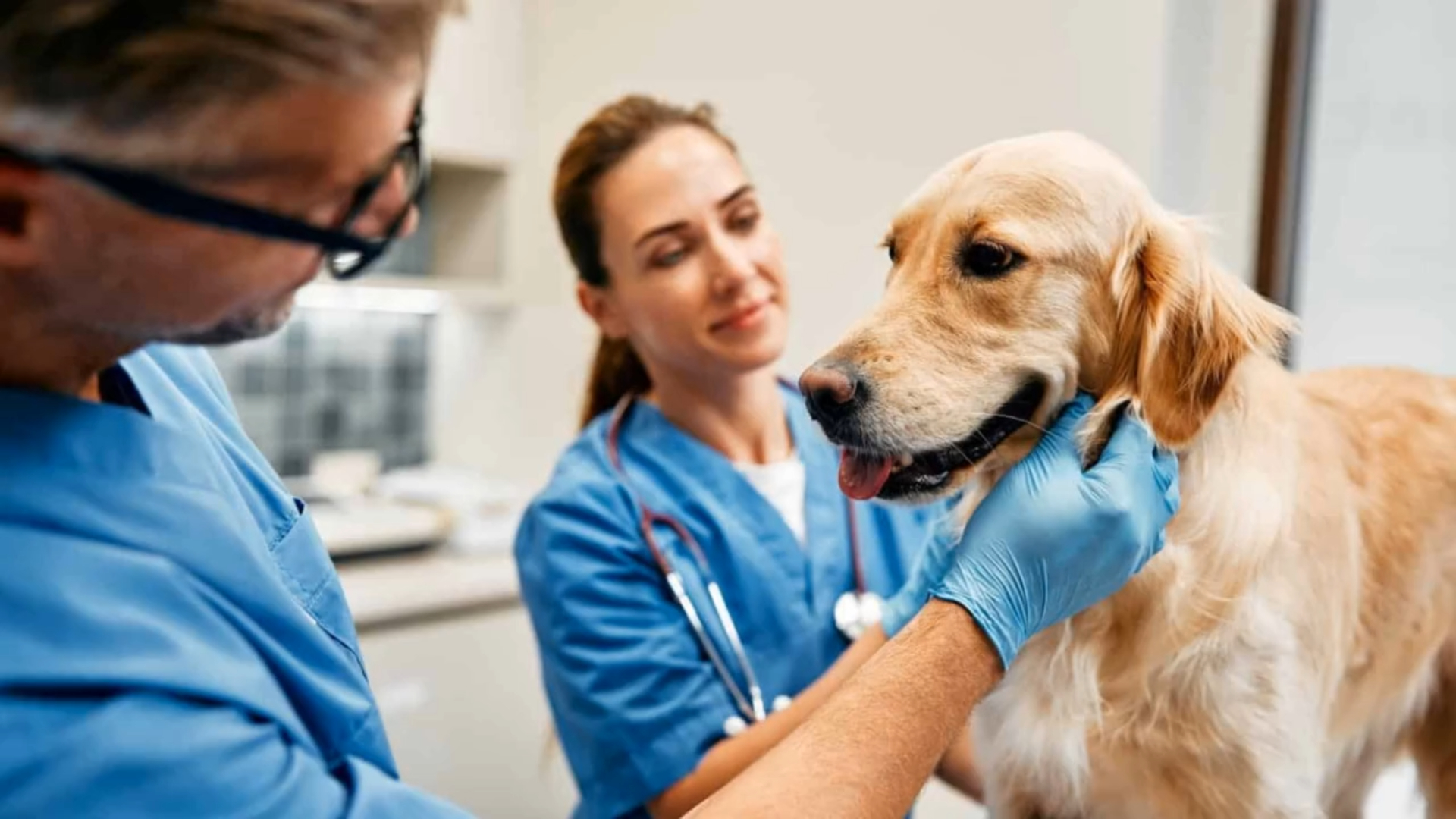 Top 13 dog breeds vets say shouldn't be pets despite their fame