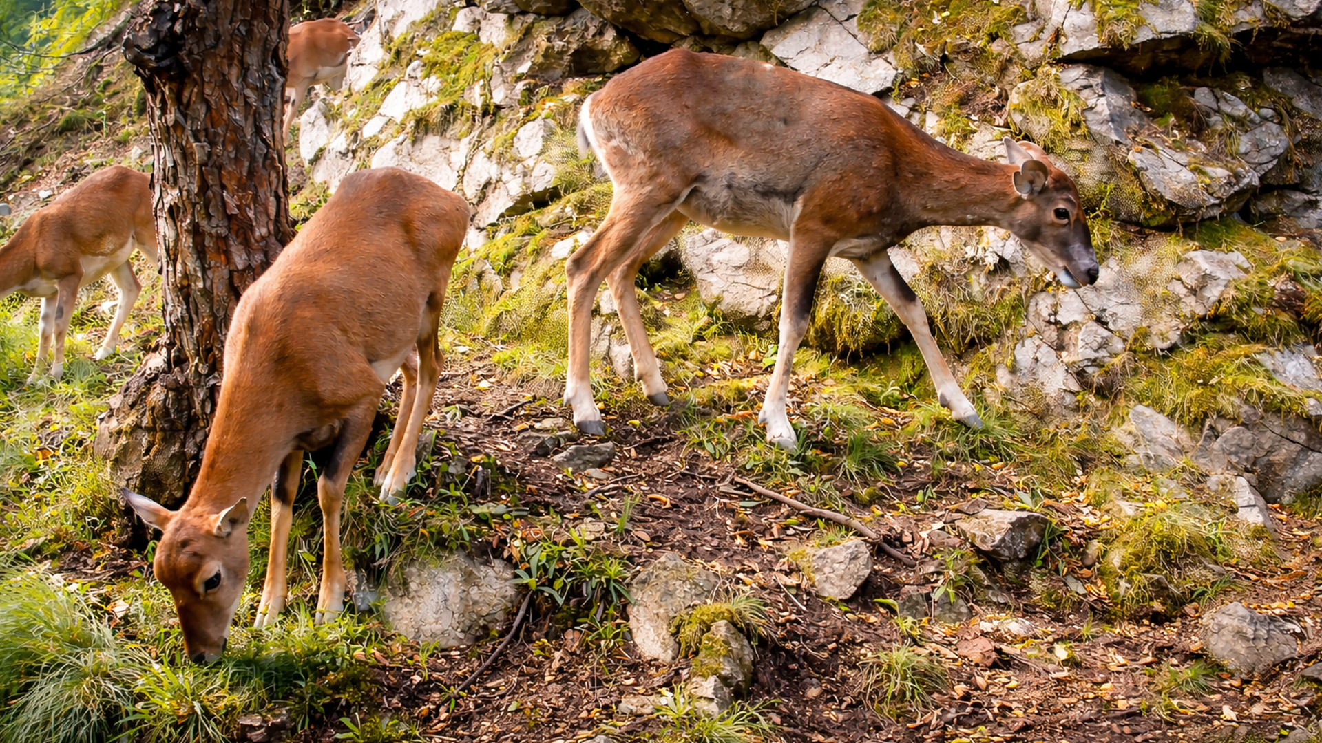 Trail camera captures hidden wildlife in the forest
