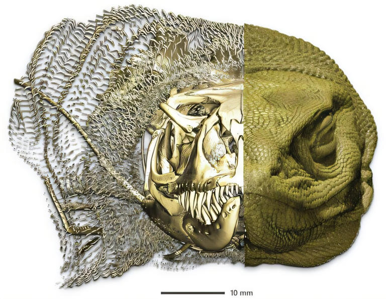 A centuries-old debate on how reptiles keep evolving skin bones is ...