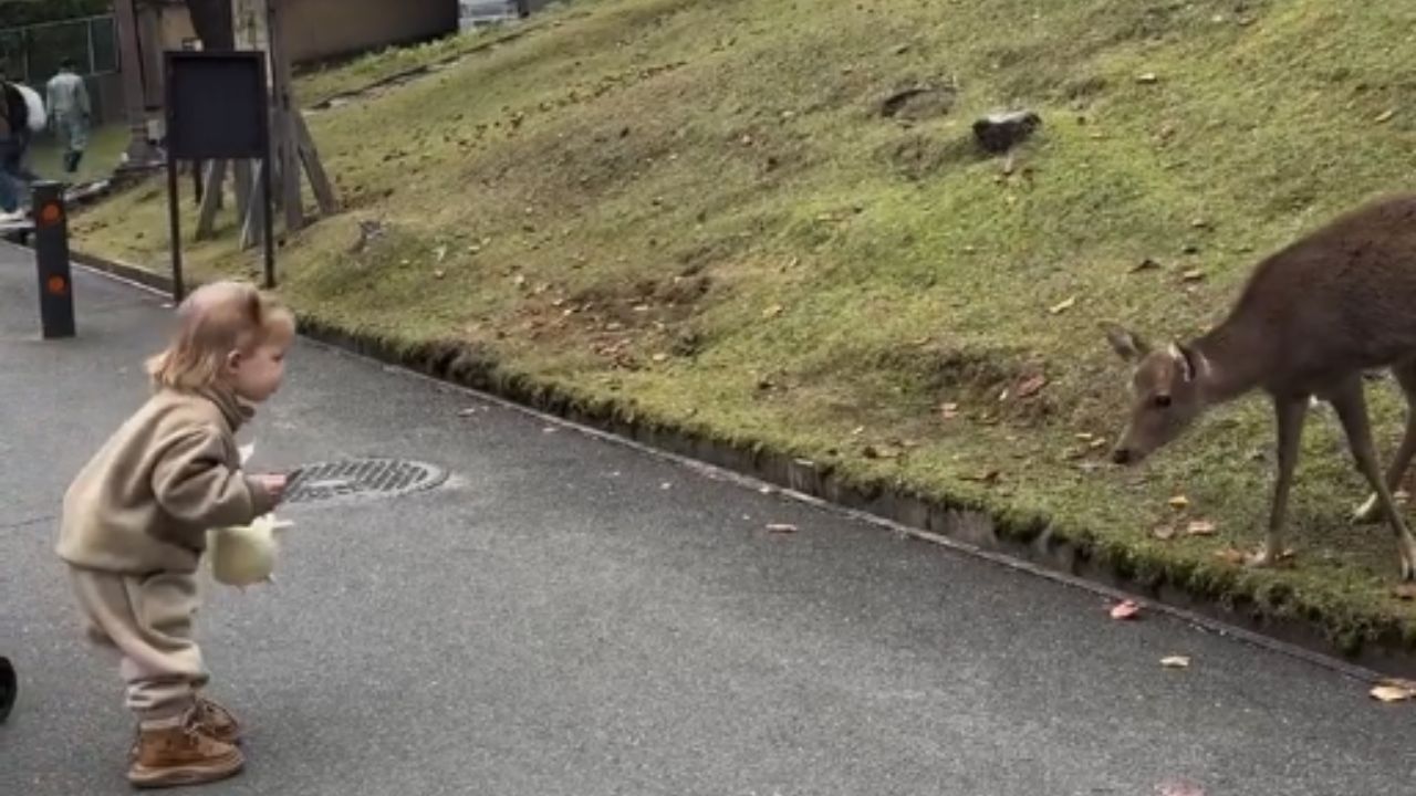 Tiny tot understands sharing and offers snack to an animal