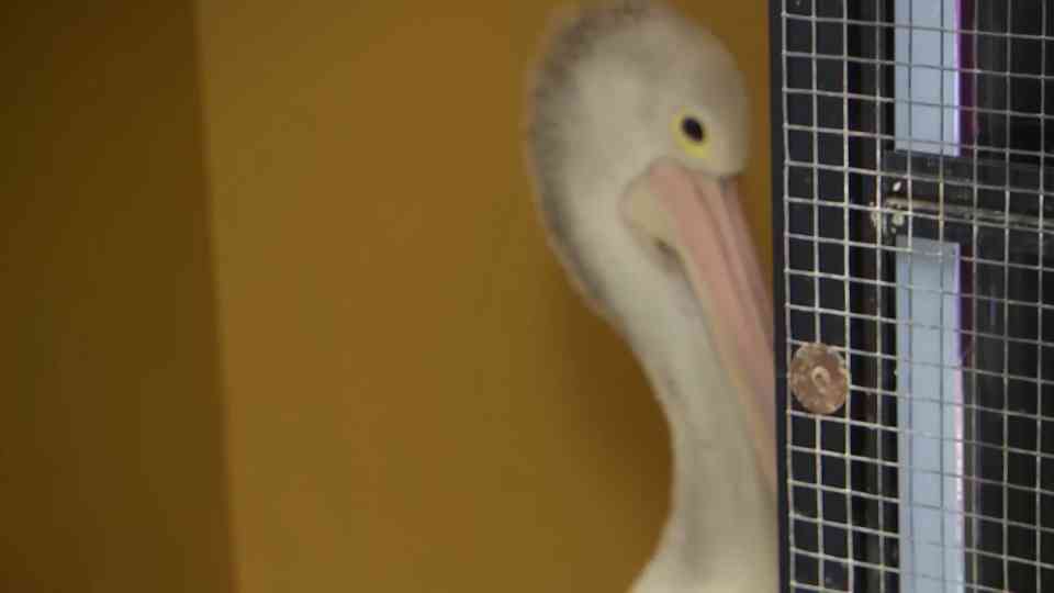 What happens when fishing line cuts off a pelican’s foot