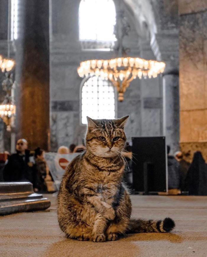The famous resident cat of Istanbul’s Hagia Sophia (30 photos)